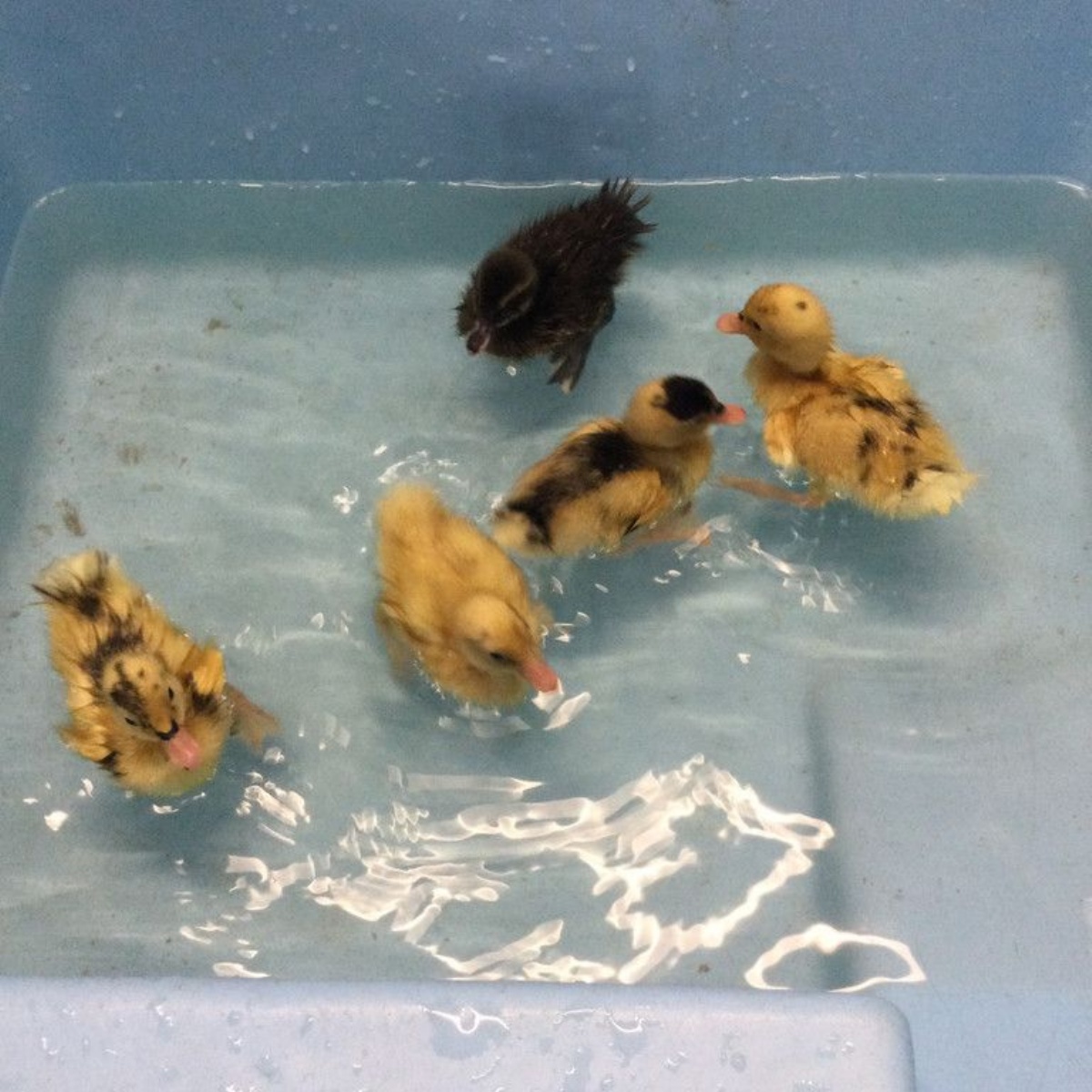 Grendon Primary - The ducklings have hatched!